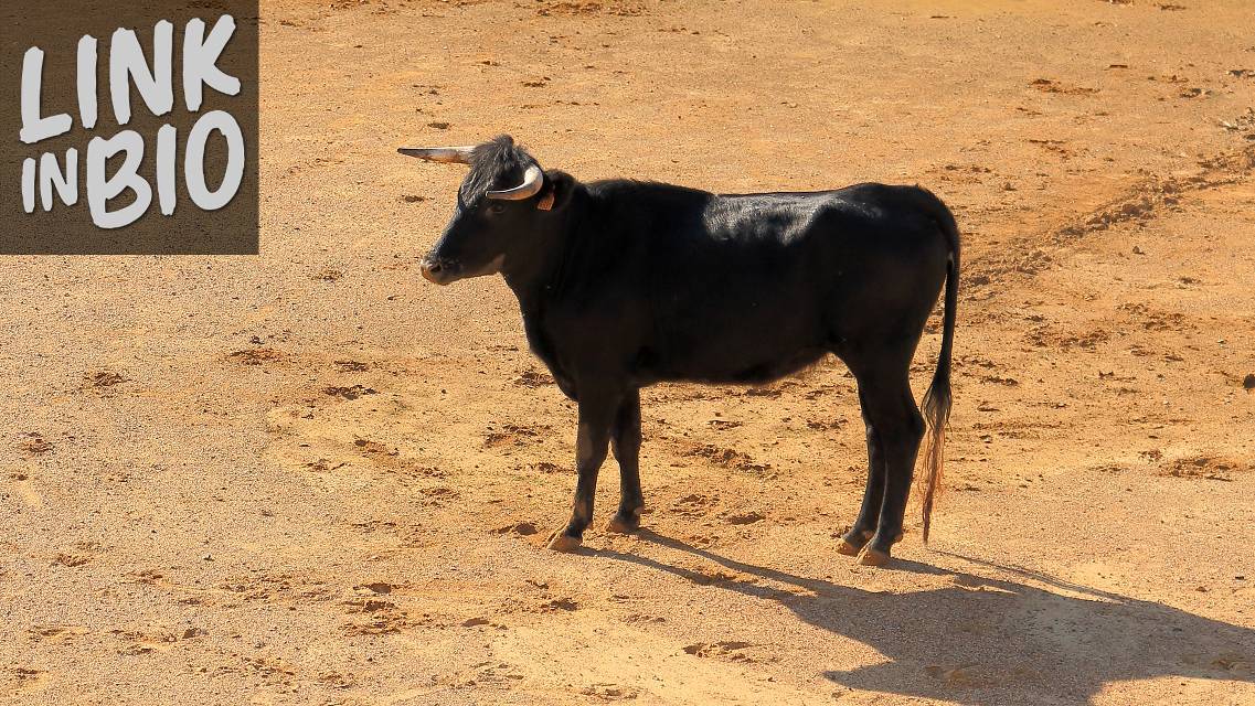 Mexico Beach Bull-y — mitúTV